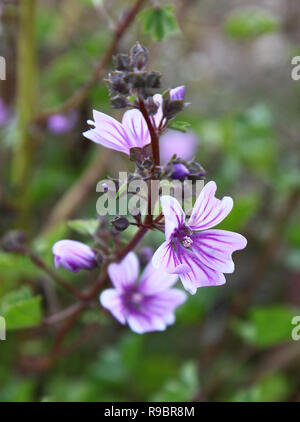 A closeup shot of the pink Malva flower in the autumn park Stock Photo ...