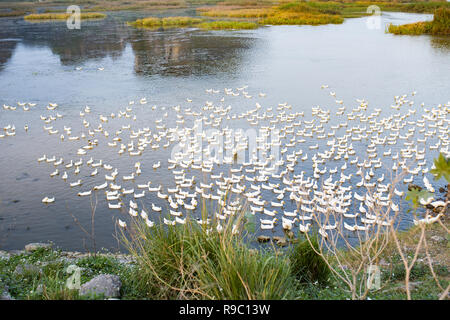 An aerial view of ducks floating on water Stock Photo - Alamy