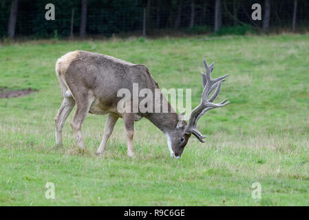 White lipped / Thorold's deer (Cervus albirostris) portrait, captive ...