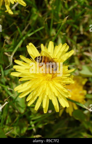 Dandelion Bloomed in Patagonia, Argentina Stock Photo - Alamy