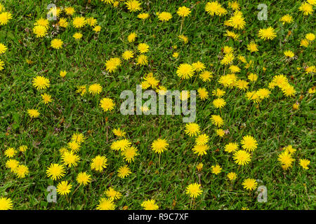Dandelion Bloomed in Patagonia, Argentina Stock Photo - Alamy