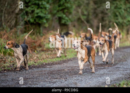 Pack of foxhounds running in field Stock Photo - Alamy