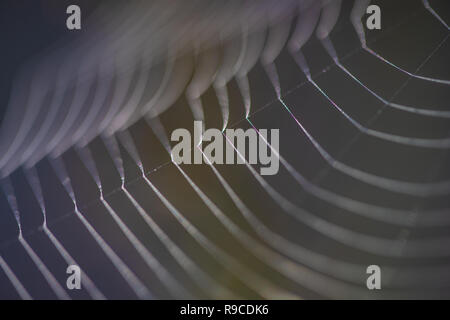Spider Web traced by tiny droplets of dew Stock Photo - Alamy
