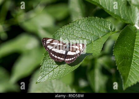 Common Glider Butterfly (Cymothoe caenis : Nymphalidae), male puddling ...