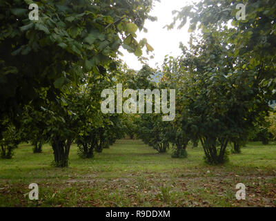 Trees and hazelnuts in hazelnut plantation in Temuco, Chile Stock Photo ...