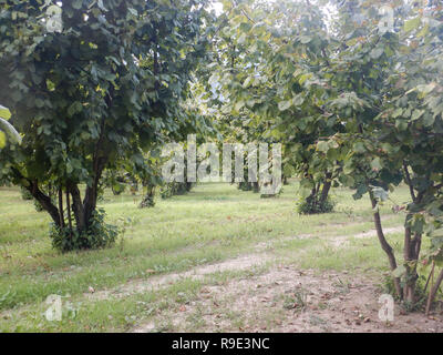 Trees and hazelnuts in hazelnut plantation in Temuco, Chile Stock Photo ...