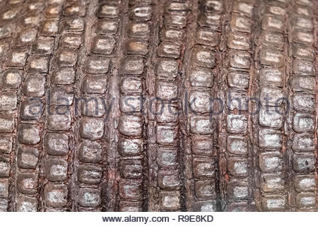Armadillo shell pattern Stock Photo: 6758244 - Alamy