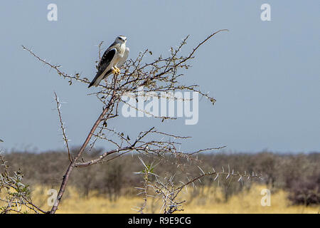 Desert Eagle, Namibia Stock Photo - Alamy