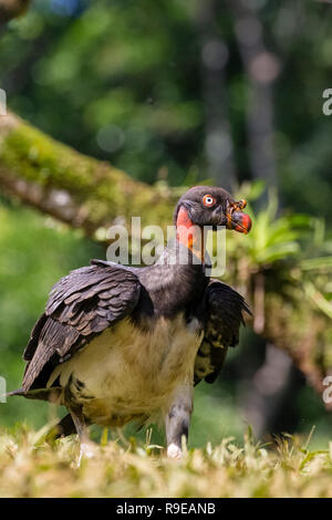 King vulture and Black vulture in northern Costa Rica Stock Photo - Alamy