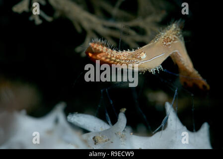 Long nose rock shrimp on a soft grey sponge in Indonesia Stock Photo ...