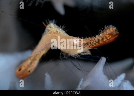 Long nose rock shrimp on a soft grey sponge in Indonesia Stock Photo ...