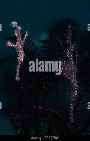 Ornate ghost pipefish female Stock Photo - Alamy