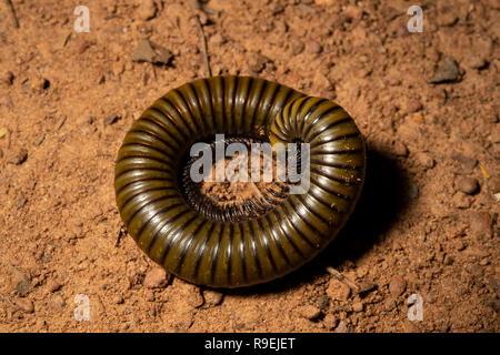African giant milepede, Mardonius parilis acuticonus, Spirostreptidae ...