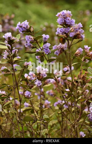 FLOWERS IN MUNNAR KERALA Stock Photo - Alamy
