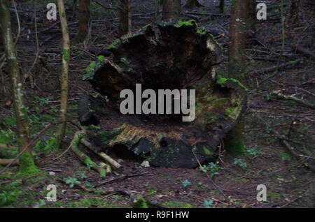Hollow fallen tree. Hailey wood. Bathurst Estate. The Macmillan Way ...