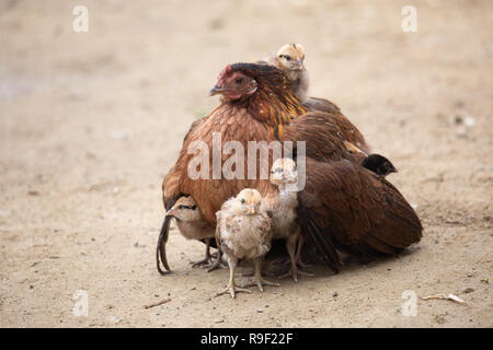 Mother hen protecting chicks Stock Photo: 221842326 - Alamy