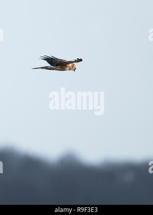 A female/ringtail Hen harrier (Circus cyaneus) hunts low over ...