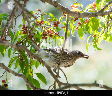 Female Figbird, Northern Race (Sphecotheres flaviventris) perched on a ...