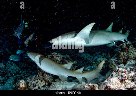 Nurse Shark and yellow pilot fish close up on black background while ...