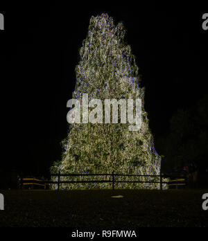 Large scale Decorated Christmas tree Stock Photo - Alamy