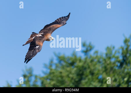 Rotmilan im Flug, Milvus milvus, Red Kite flying Stock Photo - Alamy
