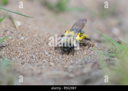 Weidensandbiene, Andrena vaga, Sandy Bee Stock Photo - Alamy