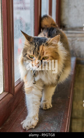 Istanbul, Turkey - among the many attractions of Istanbul, the cats ...