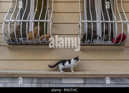 Istanbul, Turkey - among the many attractions of Istanbul, the cats ...