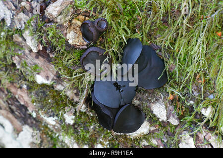 Bulgaria inquinans, Black Bulgar fungus Stock Photo - Alamy