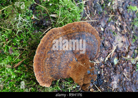 Benzoin bracket fungus, Ischnoderma benzoinum Stock Photo - Alamy