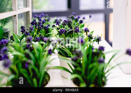 Flowers of plastic of intense colors to decorate the home Stock Photo ...