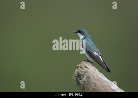 Mangrove Swallow (Tachycineta albilinea) perched on log beside ...