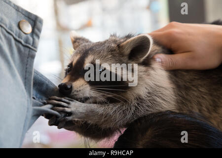 Pet racoon domesticated tamed Stock Photo - Alamy