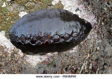 Marine mollusc Chiton at beach in São Sebastião city, north shore of ...