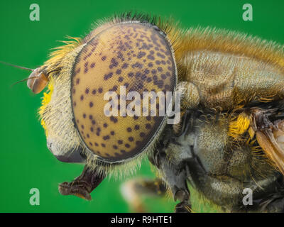 extreme macro photography Stock Photo - Alamy