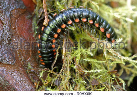 Yellow-Spotted Millipede, Almond-Scented Millipede or Cyanide Stock ...