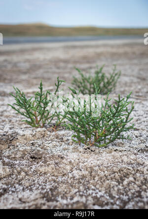 Common glasswort / marsh samphire / saltwort (Salicornia europaea ...