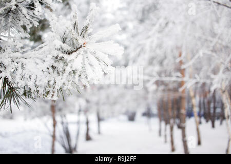 Winter pine tree sunny background. Close-up photo. Branches covered ...