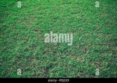 Green lawns empty backdrop for design nature background in your work ...