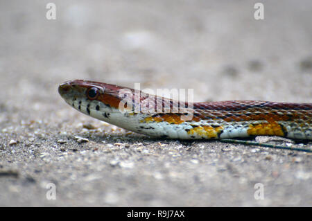 Rat Snake getting some sun Stock Photo - Alamy