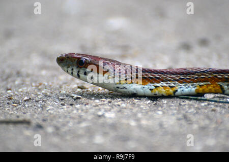 Rat Snake getting some sun Stock Photo - Alamy