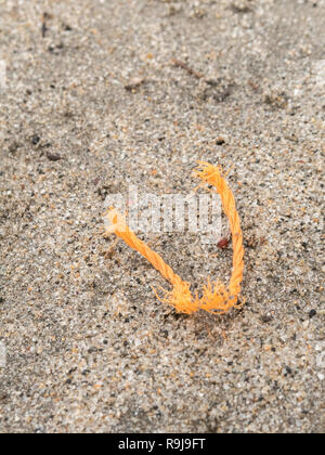 Polyester plastic rope / twine washed up on shore & polluting the ...