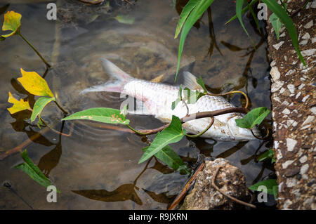 Dead fish floating surface in the dark water on river - water pollution ...