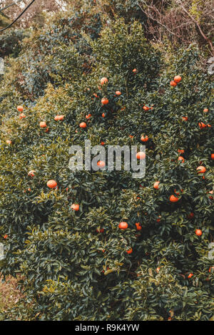 Japanese orange mikan fruit in a plastic mesh bag on white background ...