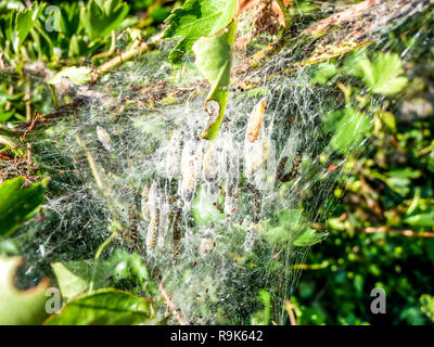 Oak processionary moth nest allergy Stock Photo - Alamy