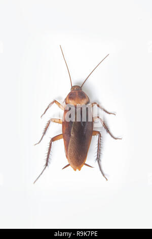 Cockroaches isolated on white background. Cockroaches Stock Photo - Alamy