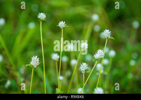 White globe amaranth selective focus. Bachelor Button Stock Photo - Alamy