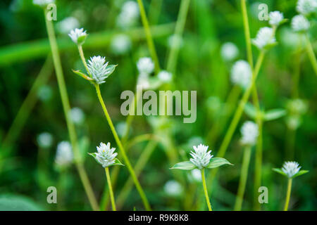 White globe amaranth selective focus. Bachelor Button Stock Photo - Alamy