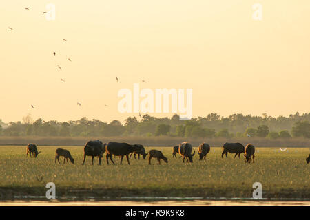 Thai swamp buffalo in peat swamp around lagoon with sunset background ...