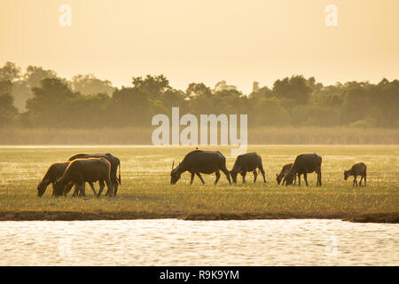 Thai swamp buffalo in peat swamp around lagoon Stock Photo - Alamy